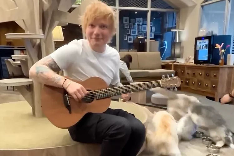 Ed Sheeran returns to cat cafe 10 years later to impress felines with a ...